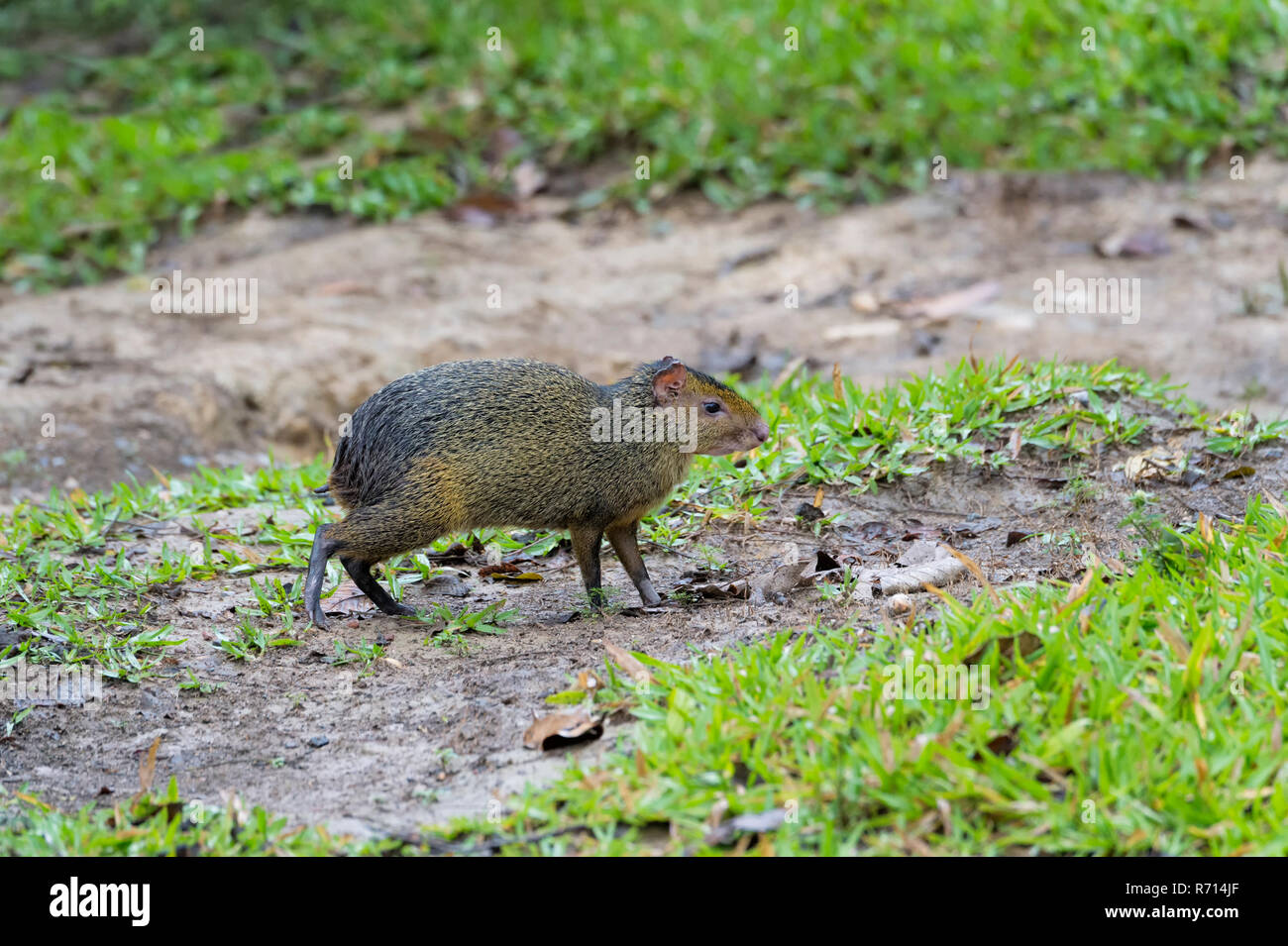 Azaras agouti dasyprocta azarae hi-res stock photography and images - Alamy