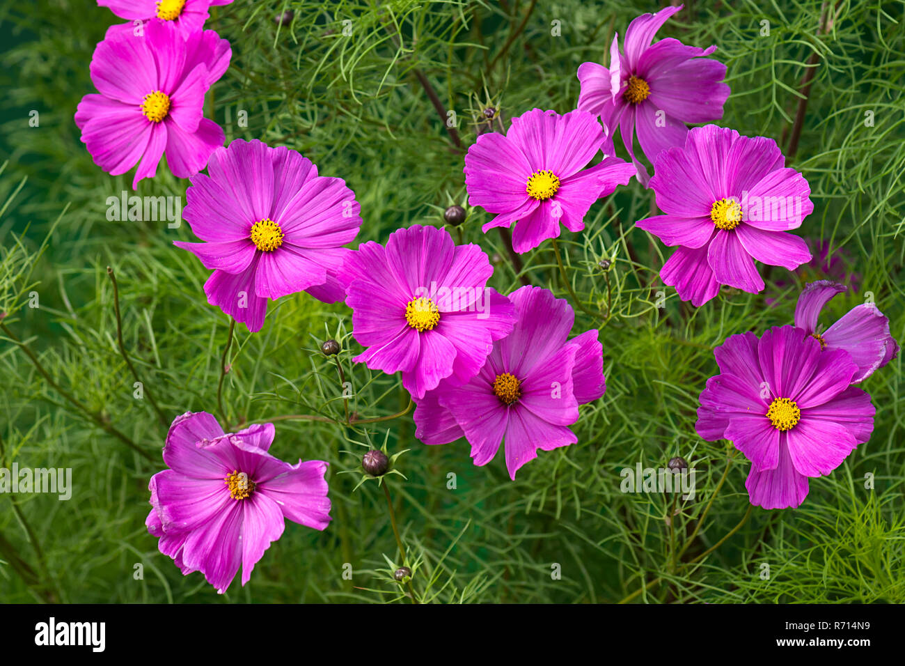 Mexican aster cosmos bipinnatus hi-res stock photography and images - Alamy