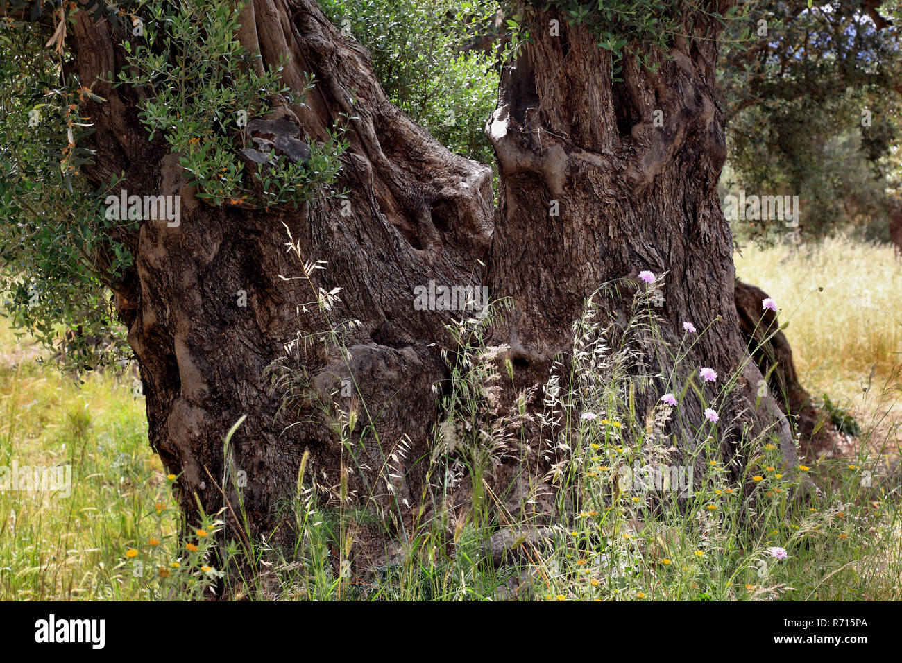 Old trunk of the tree hi-res stock photography and images - Alamy