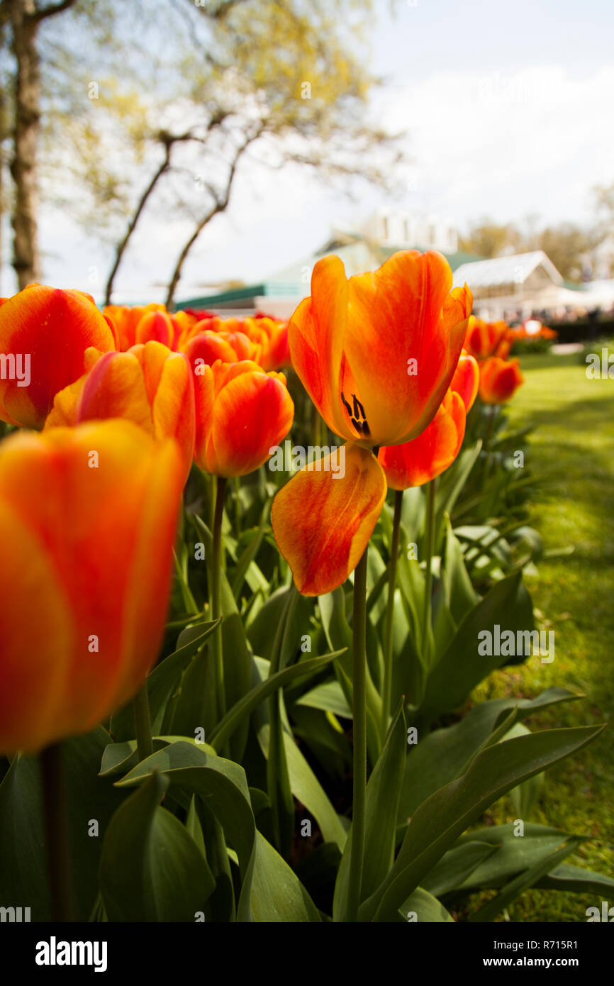 Tulips , the flowers in the garden , early spring Stock Photo - Alamy
