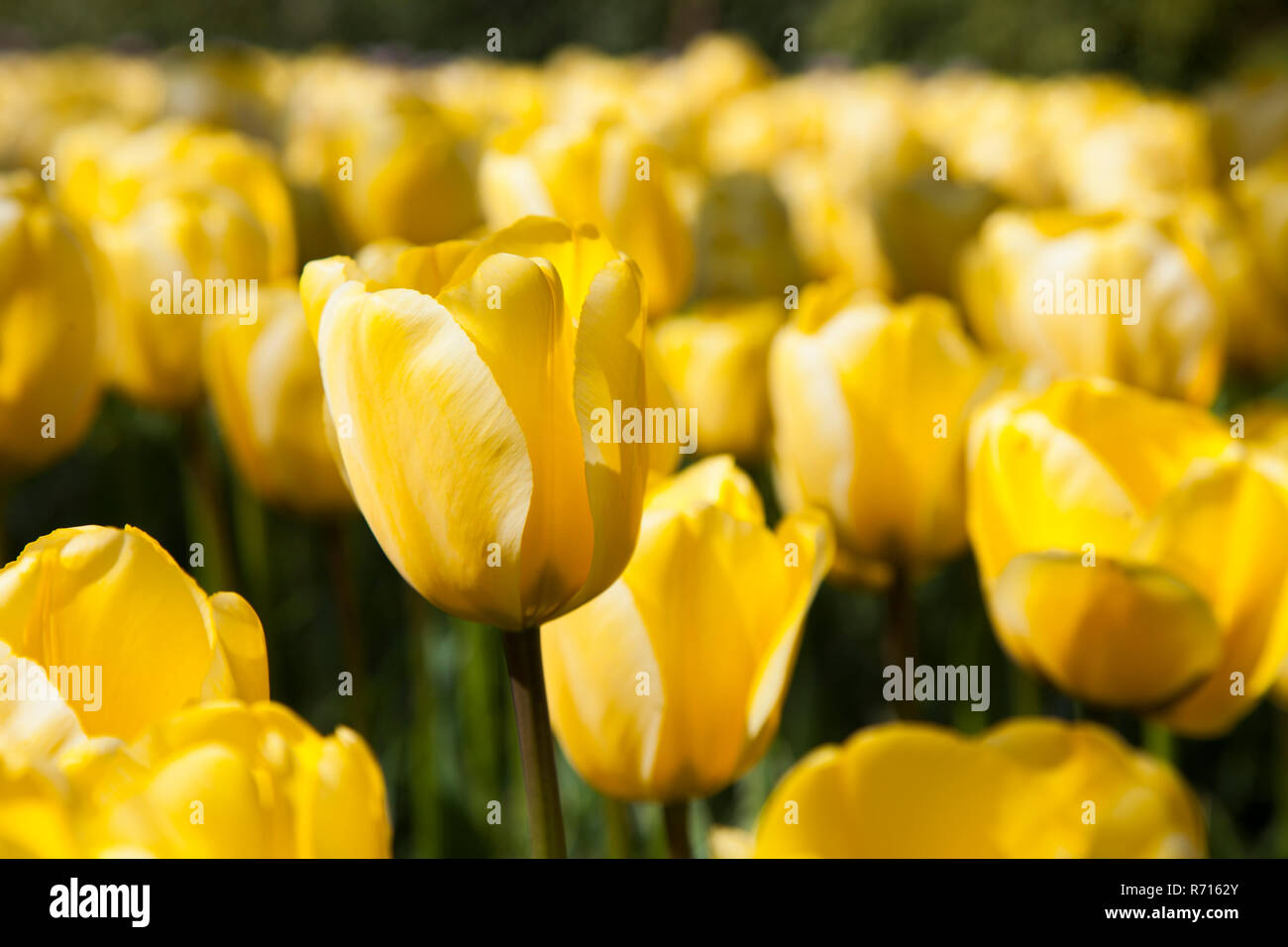 Tulips , the flowers in the garden , early spring Stock Photo - Alamy