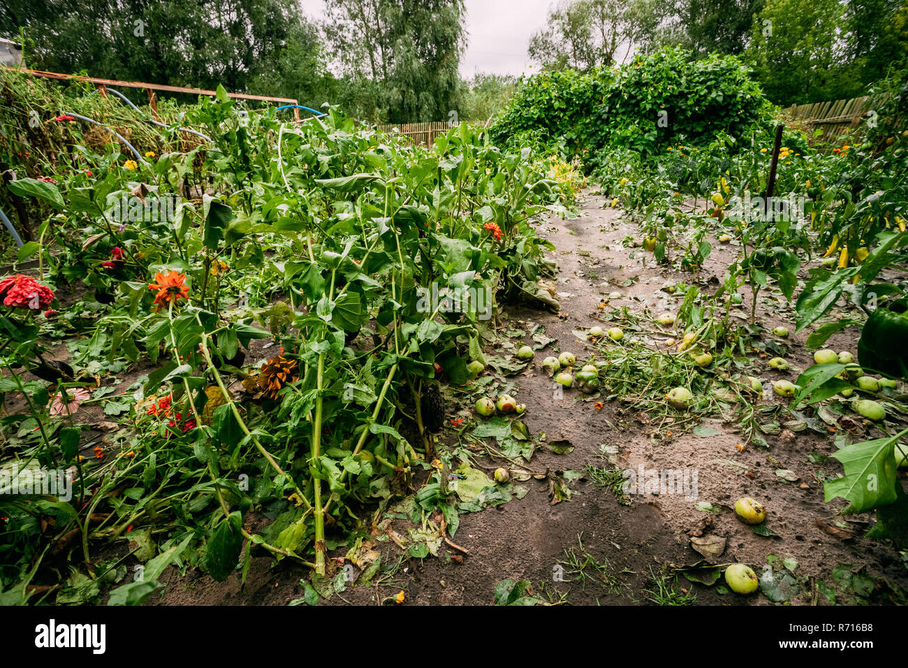 Consequences Of Hail In Vegetable Garden. Broken Plants And Apples Fell ...