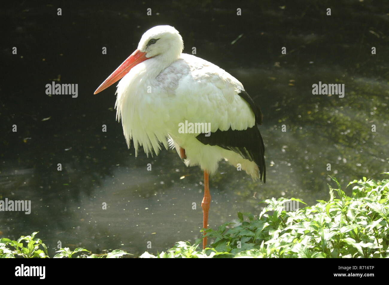 Riverside animals hi-res stock photography and images - Alamy