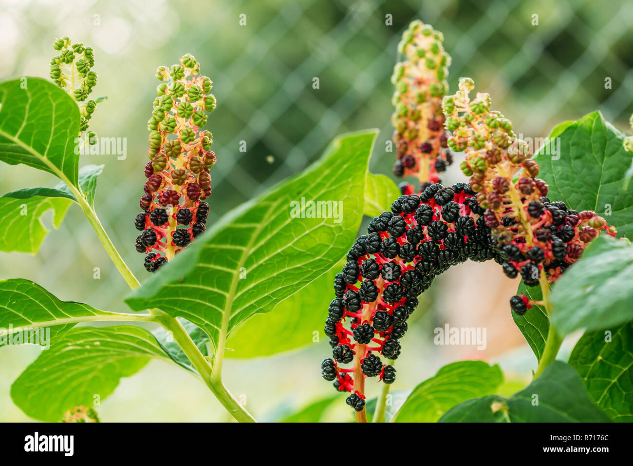 Phytolacca Americana, The American Pokeweed Or Simply Pokeweed With Black Berries Stock Photo ...