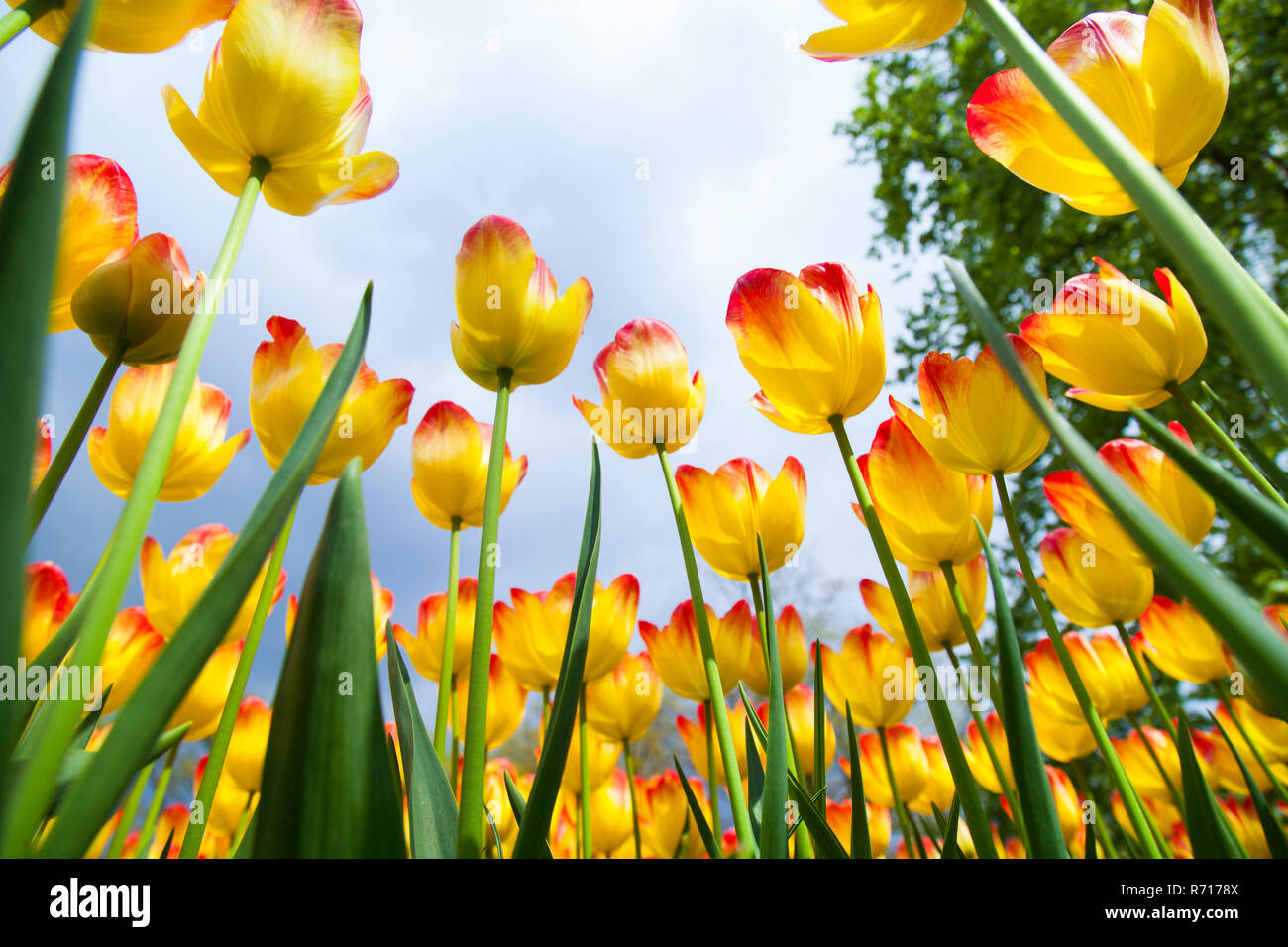 Tulips , the flowers in the garden , early spring Stock Photo - Alamy