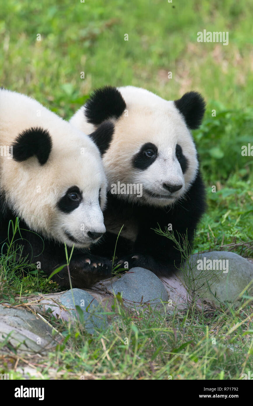 Two Giant Pandas (Ailuropoda melanoleuca), two years, China ...