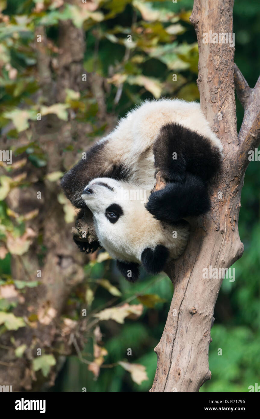 Giant Panda (Ailuropoda melanoleuca), two years, climbing tree, China ...
