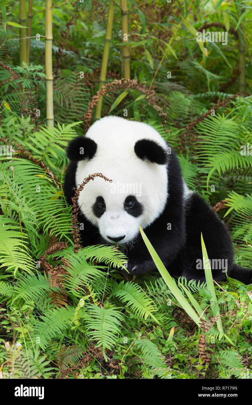 Giant Panda (Ailuropoda melanoleuca), two years, China Conservation and ...
