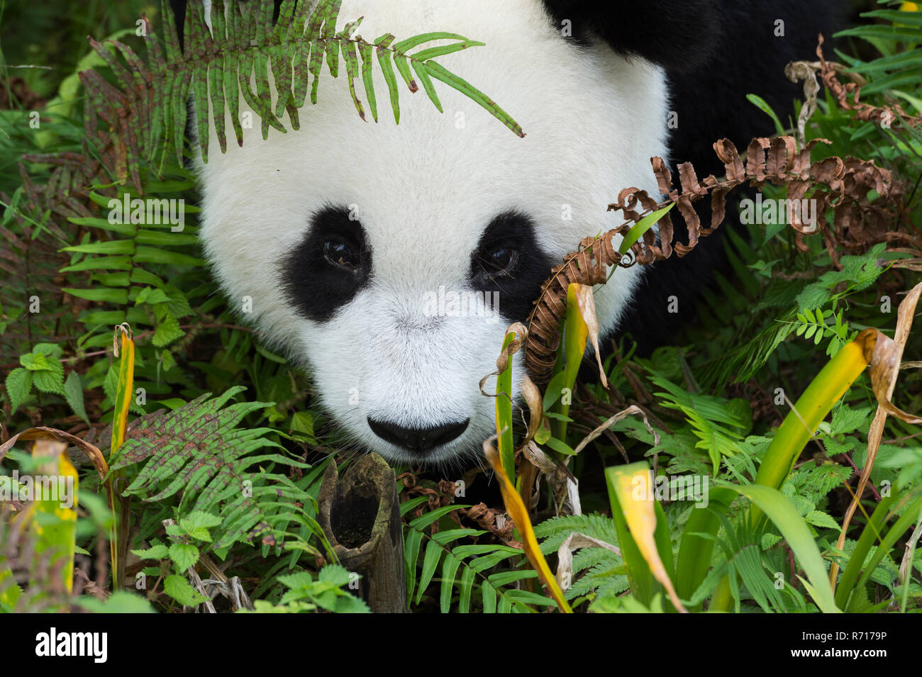 Giant panda endangered specie hi-res stock photography and images - Alamy