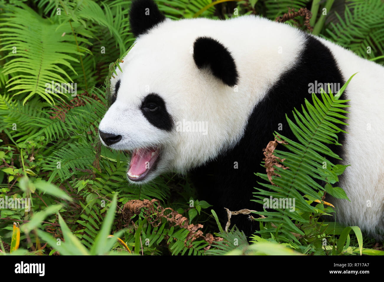 Giant Panda (Ailuropoda melanoleuca), two years, China Conservation and ...