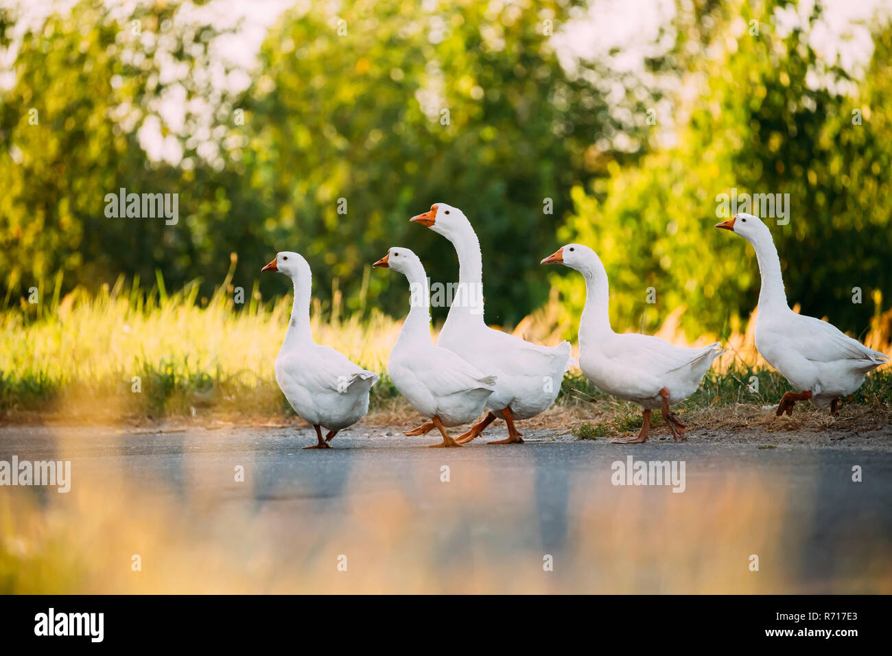 White Farm Geese Crossing The Road In The Countryside Stock Photo - Alamy