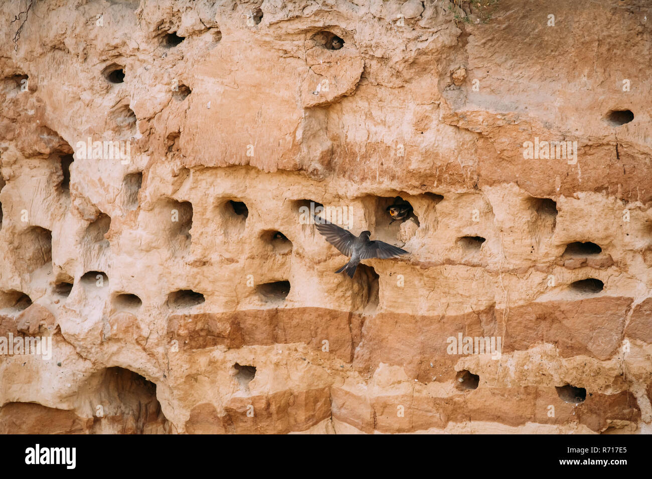 Swallow family hi-res stock photography and images - Alamy