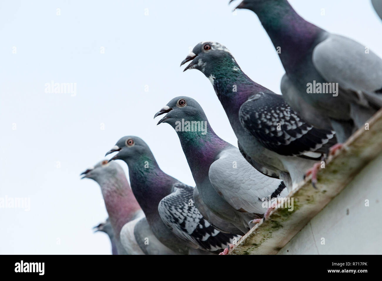 Group flying speed racing pigeon hi-res stock photography and images ...