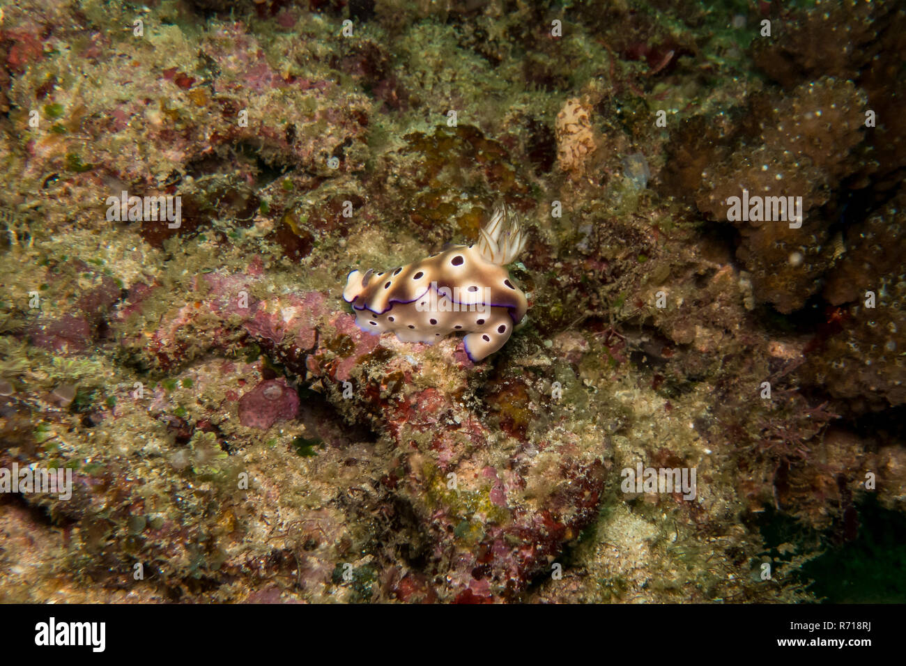 A nudi branch on the bottom of a dive site next to Gili Meno, Indonesia ...