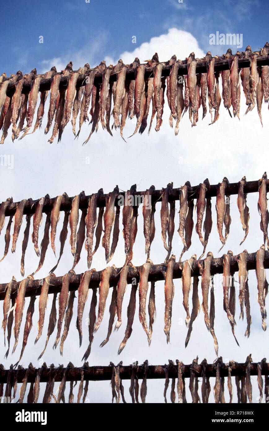 Non Vegetarian food, dead fish kept for drying, uttan beach ...