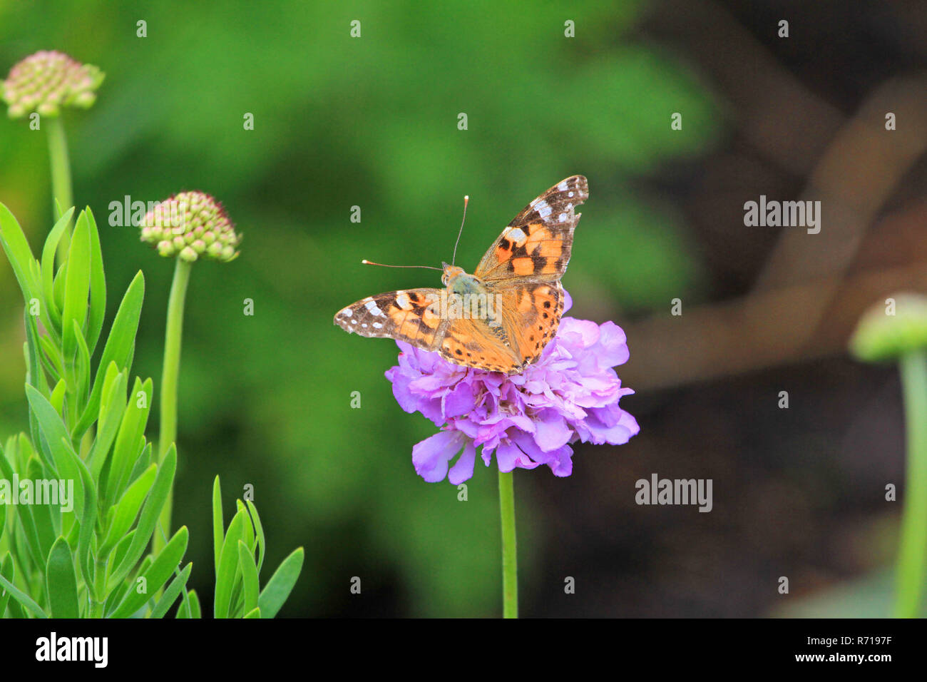 African butterfly hi-res stock photography and images - Alamy