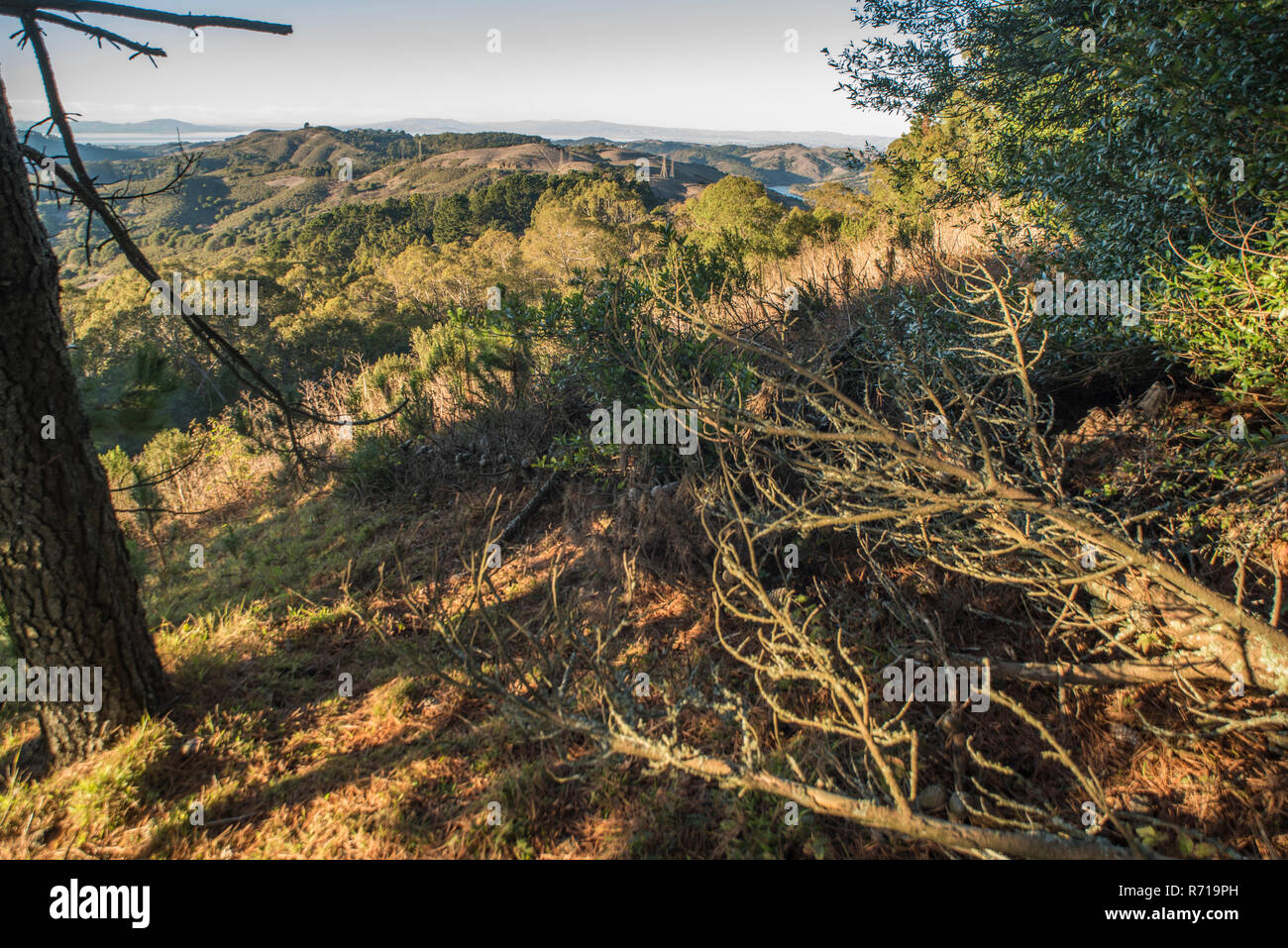 Native tree species hi-res stock photography and images - Alamy