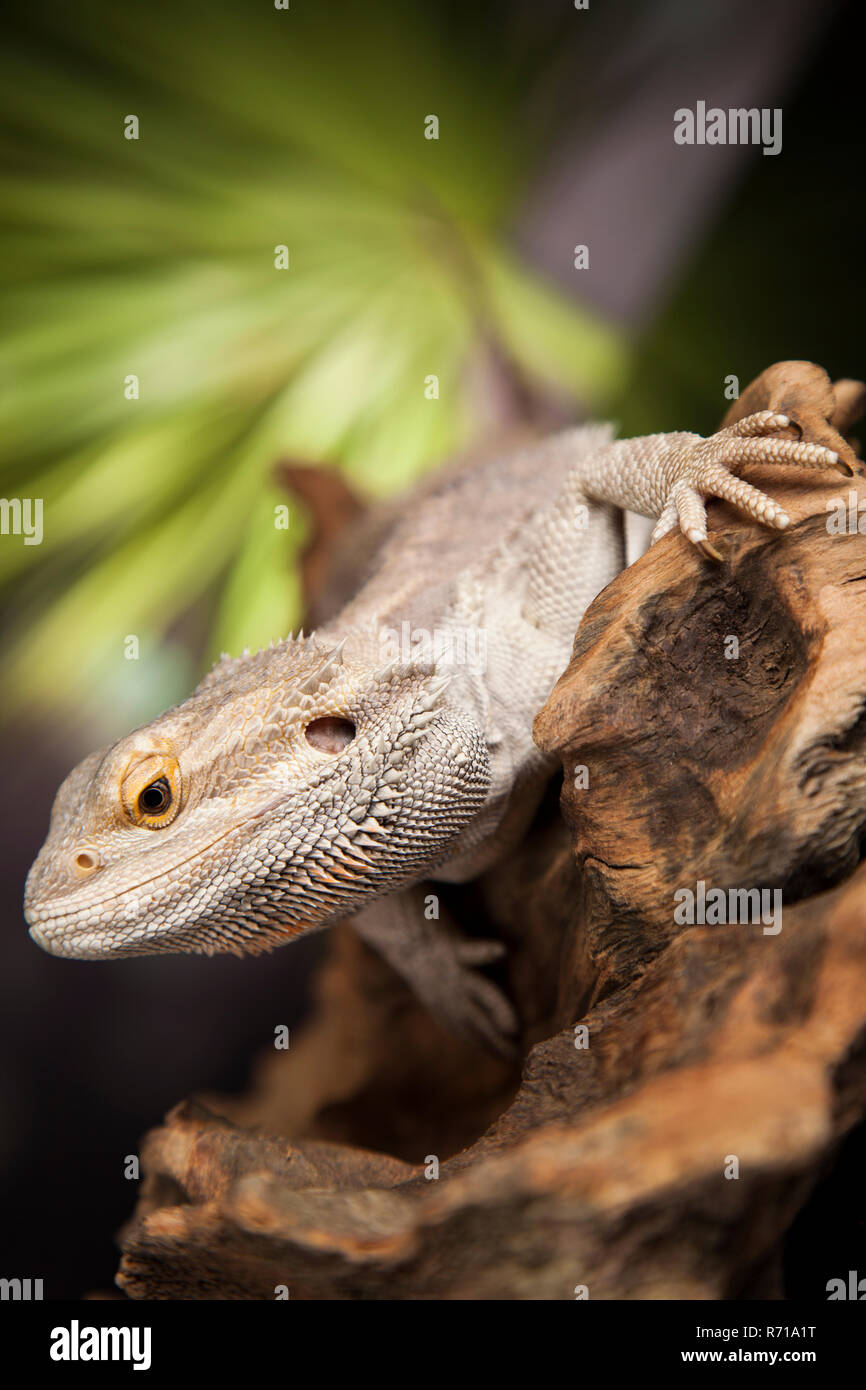 Dragon, Agama Lizard on black mirror background Stock Photo - Alamy