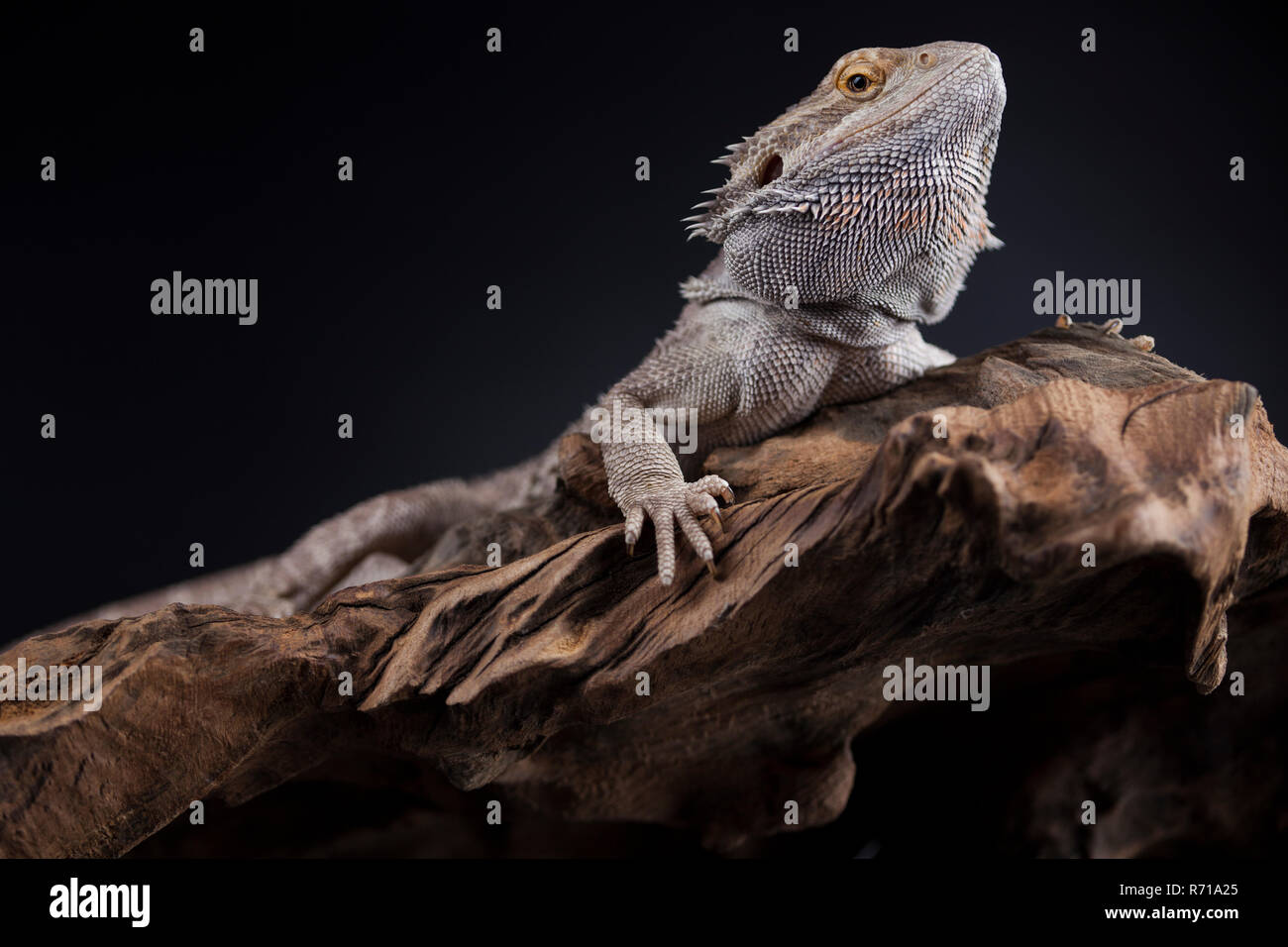 Dragon, Agama Lizard on black mirror background Stock Photo - Alamy