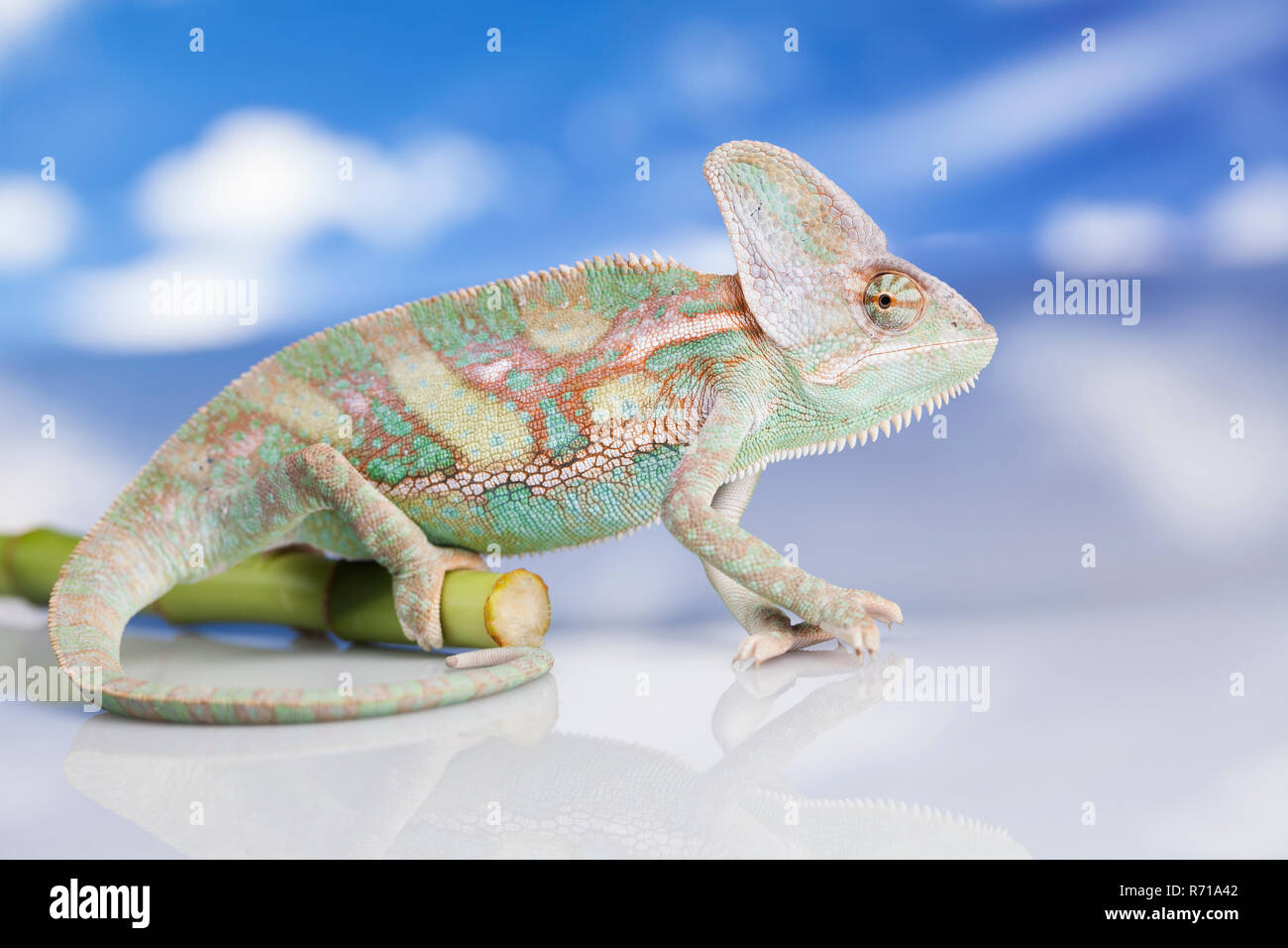 Sky background, reptile, Chameleon lizard Stock Photo - Alamy