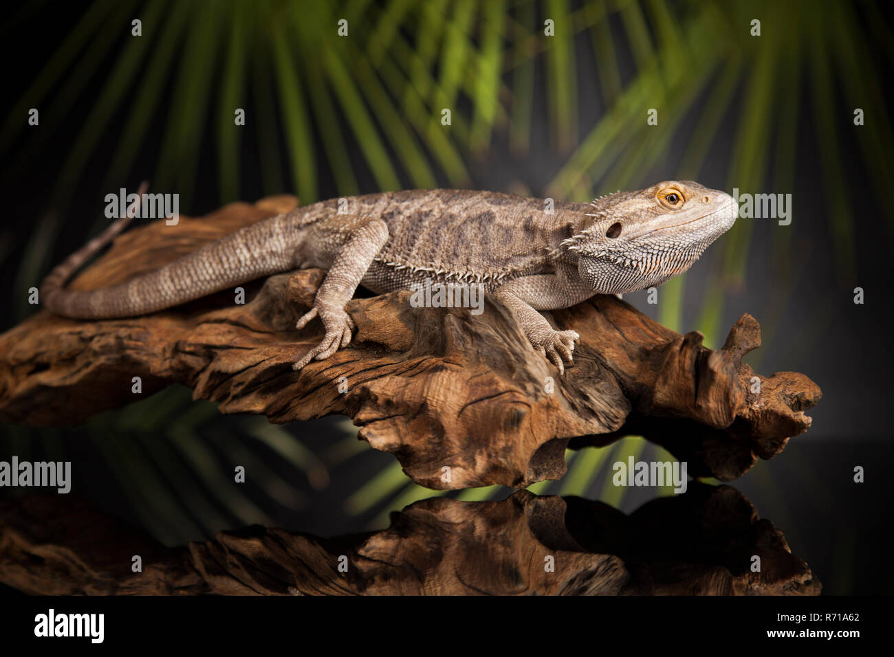 Lizard root, Bearded Dragon on green background Stock Photo - Alamy