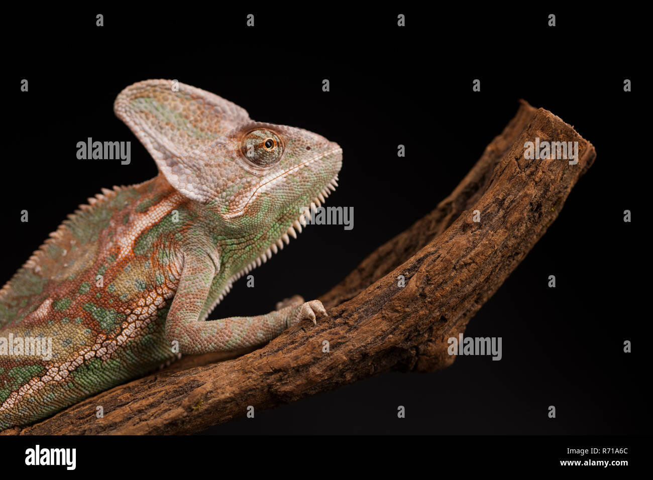 Animal, Chameleon lizard Stock Photo - Alamy