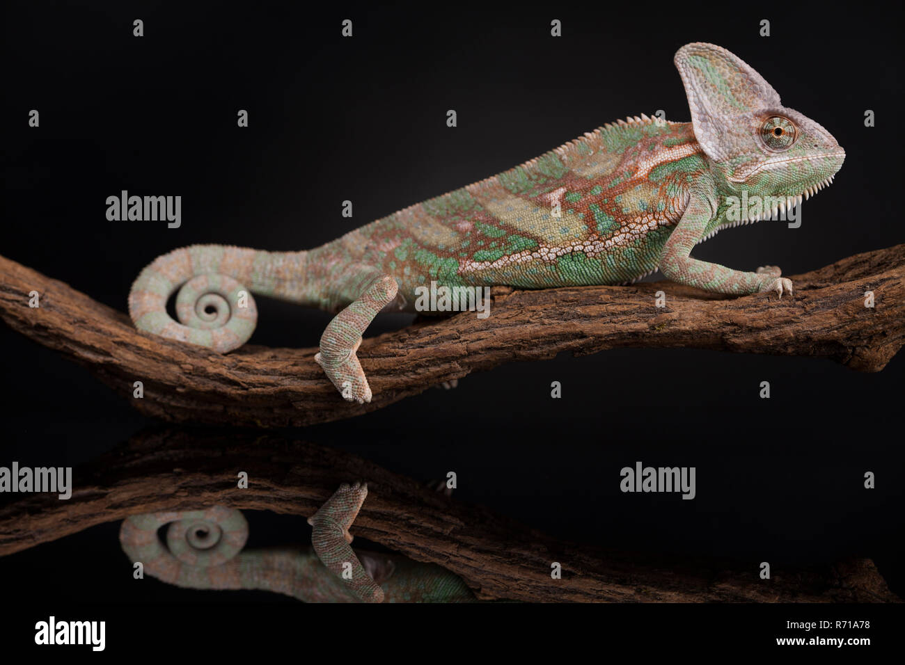 Animal, Chameleon lizard Stock Photo - Alamy