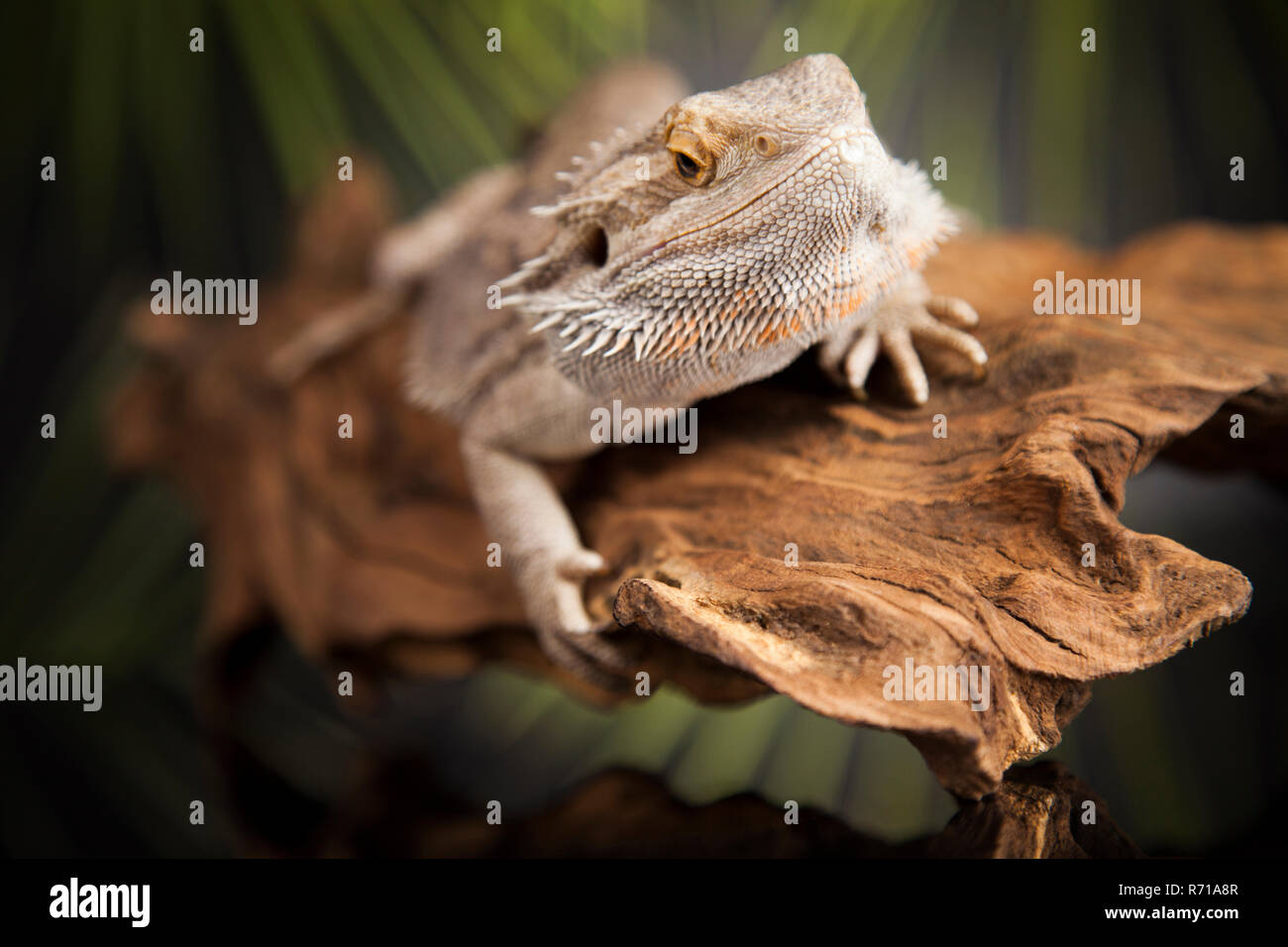 Lizard root, Bearded Dragon on green background Stock Photo - Alamy