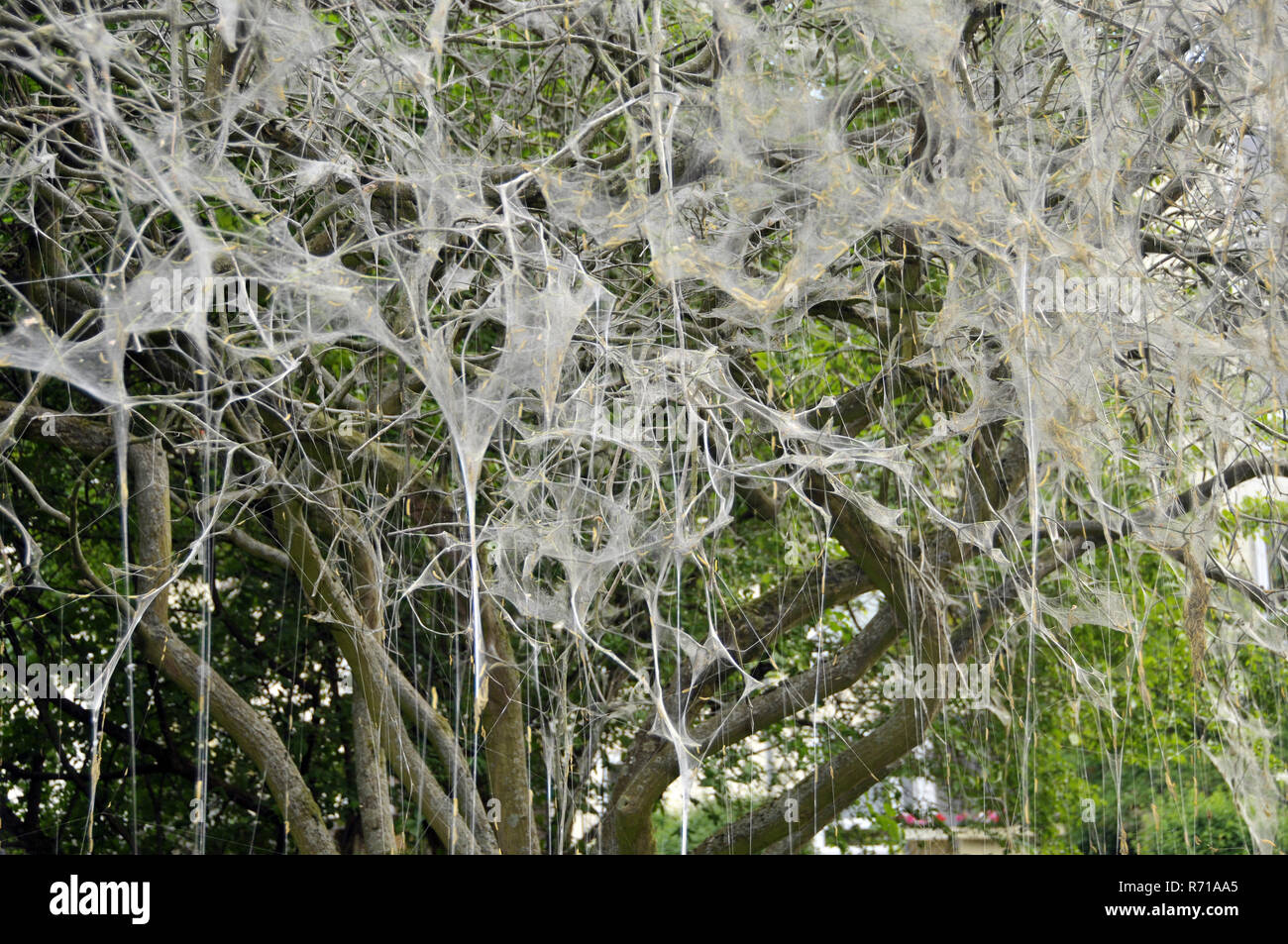 nets of the spider moth Stock Photo - Alamy