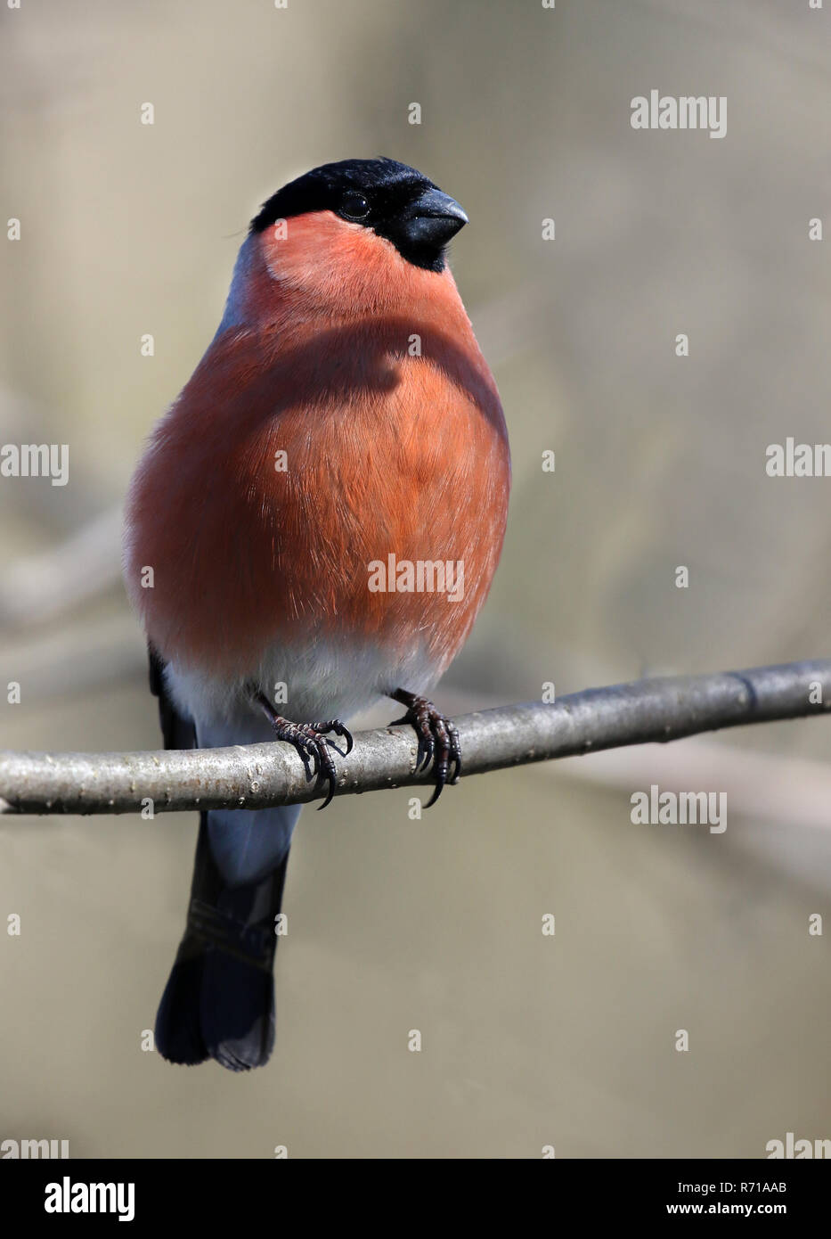 Bullfinch Singing High Resolution Stock Photography and Images - Alamy