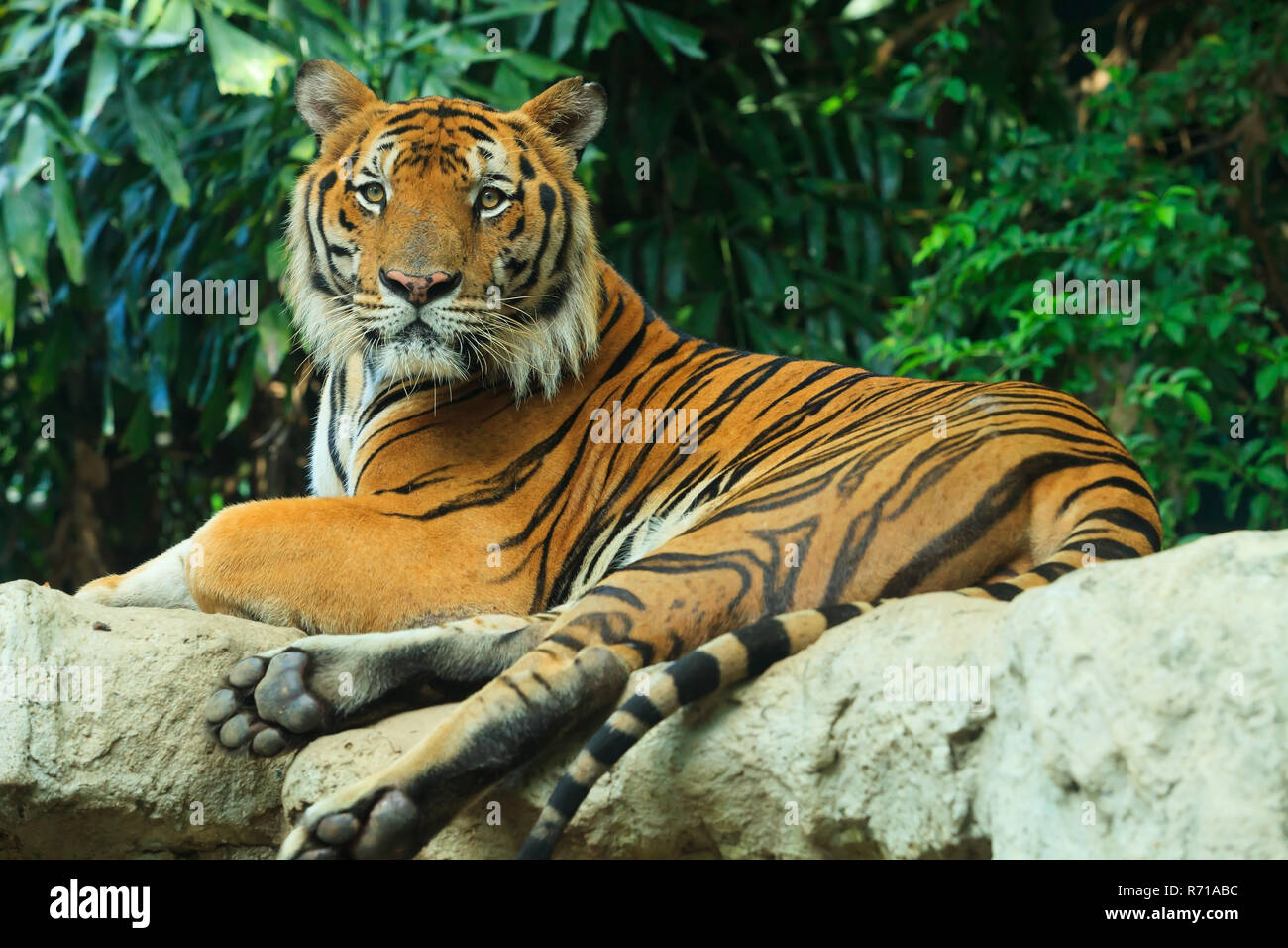 Bengal tiger year old hi-res stock photography and images - Alamy