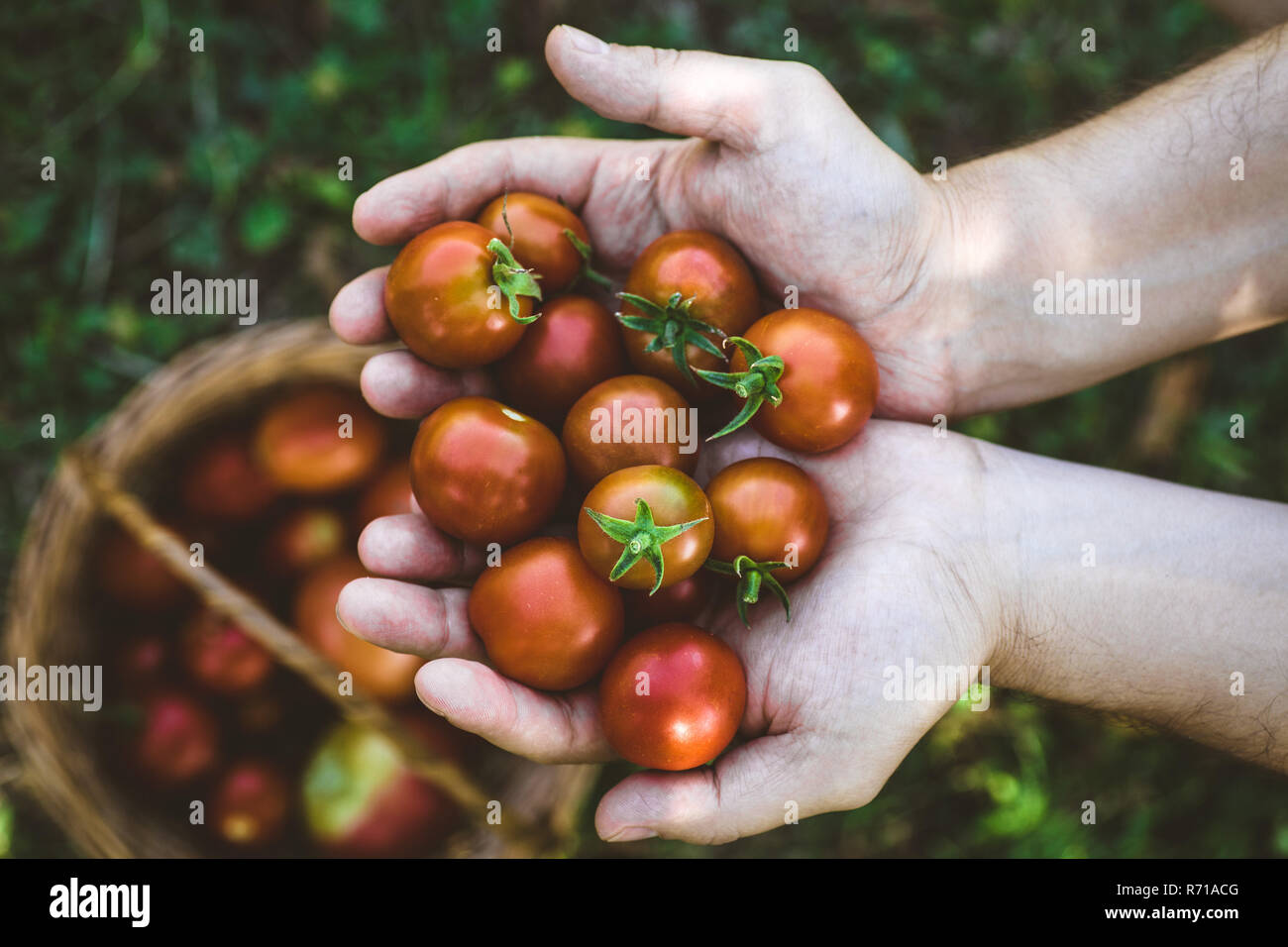 Tomato harvest in autumn Stock Photo - Alamy
