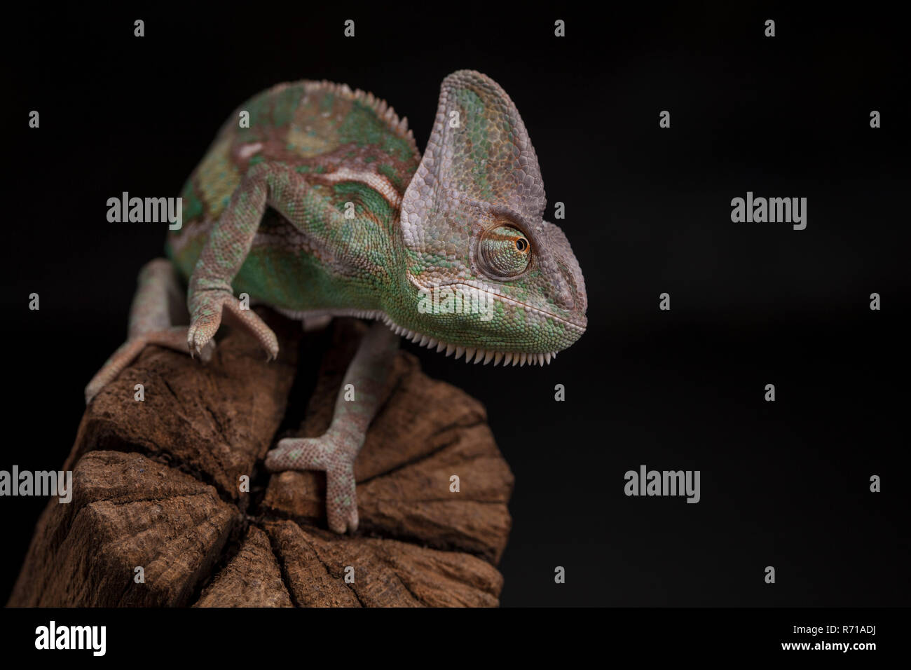 Root, Green chameleon, lizard background Stock Photo - Alamy