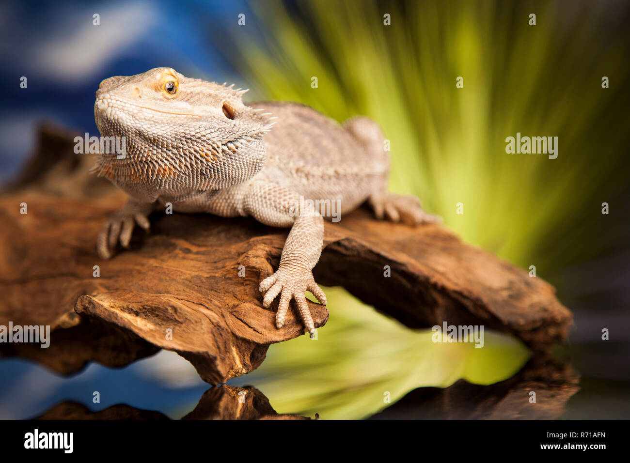 Lizard root, Bearded Dragon on green background Stock Photo - Alamy