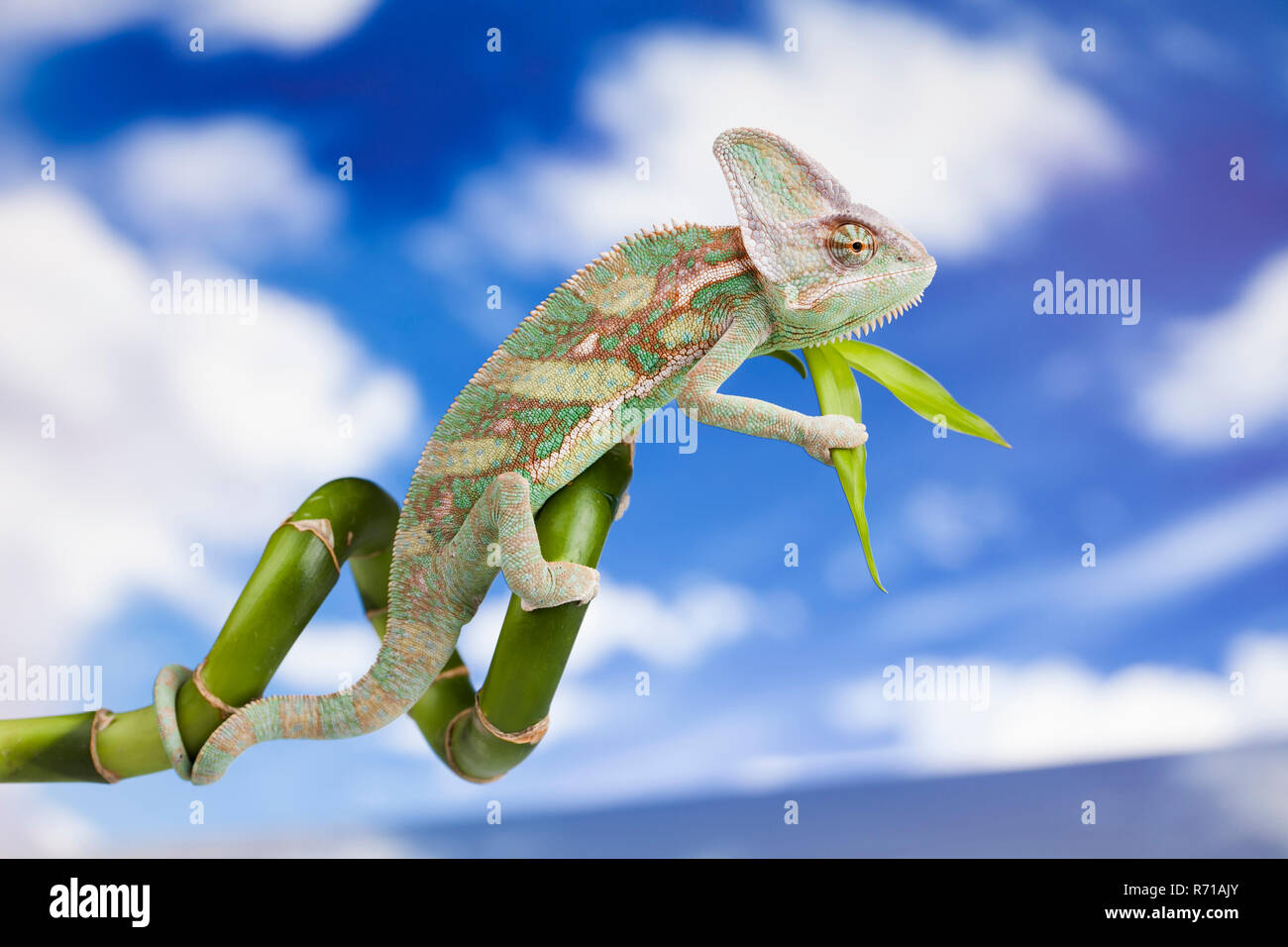Sky background, reptile, Chameleon lizard Stock Photo - Alamy