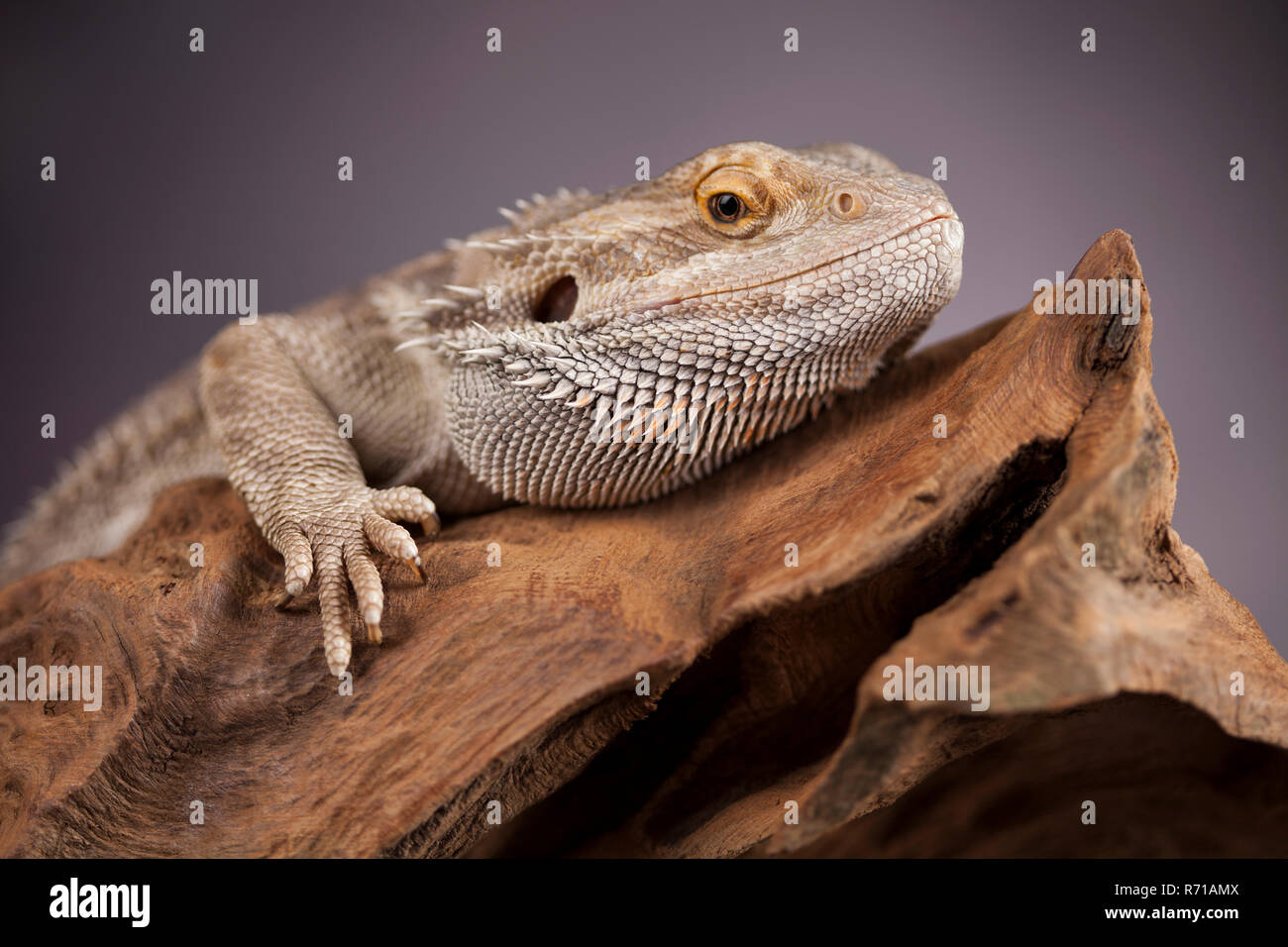 Lizard root, Bearded Dragon on black mirror background Stock Photo - Alamy