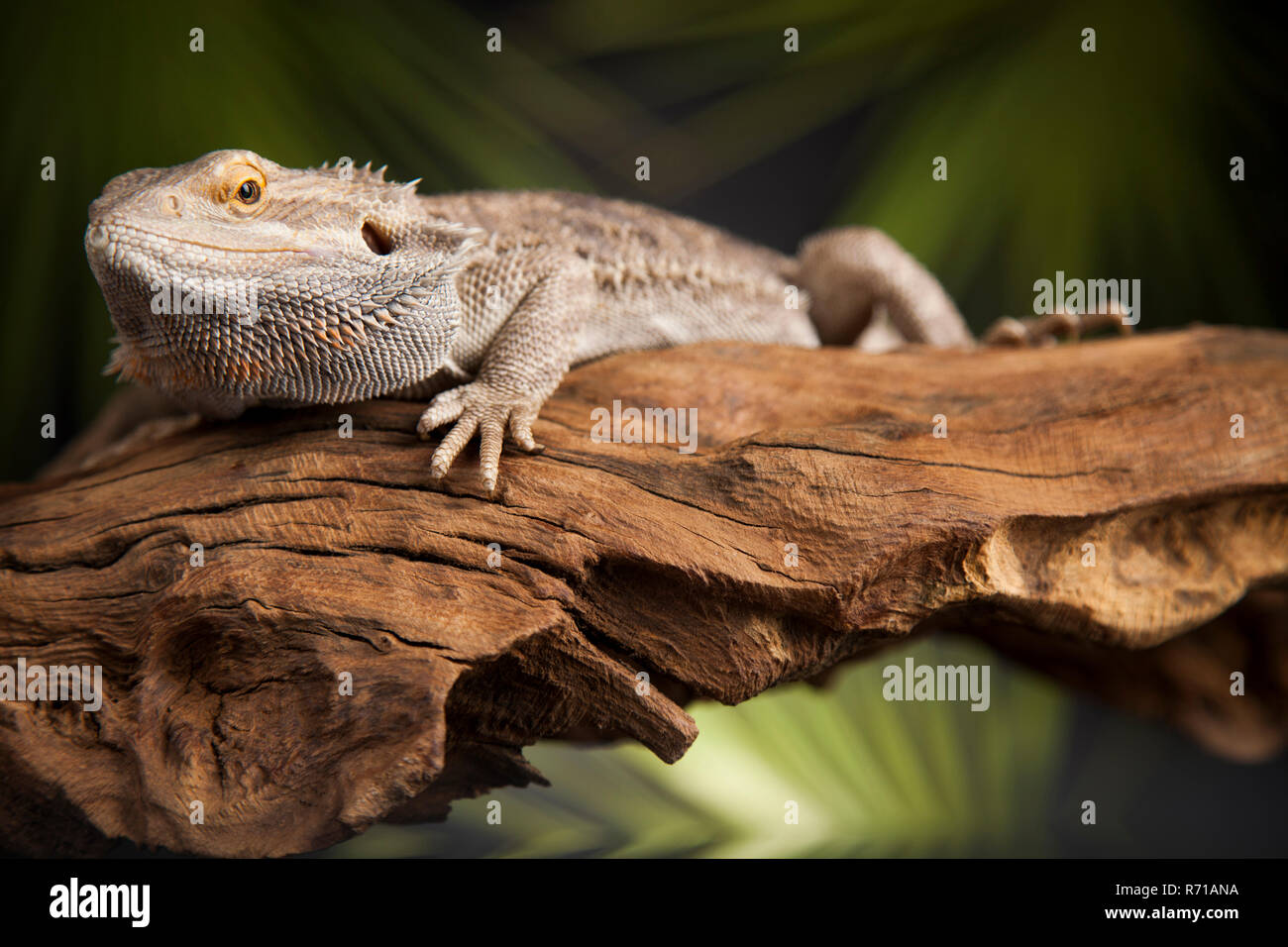 Lizard root, Bearded Dragon on green background Stock Photo - Alamy