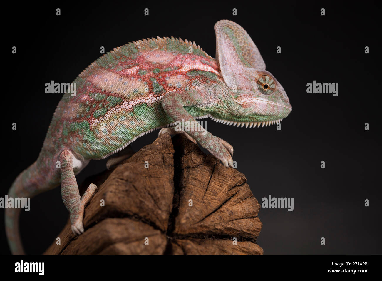 Root, Green chameleon, lizard background Stock Photo - Alamy