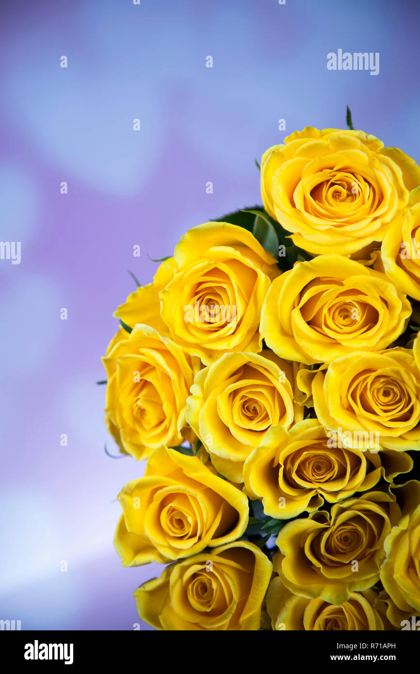 Natural background of fresh roses Stock Photo - Alamy