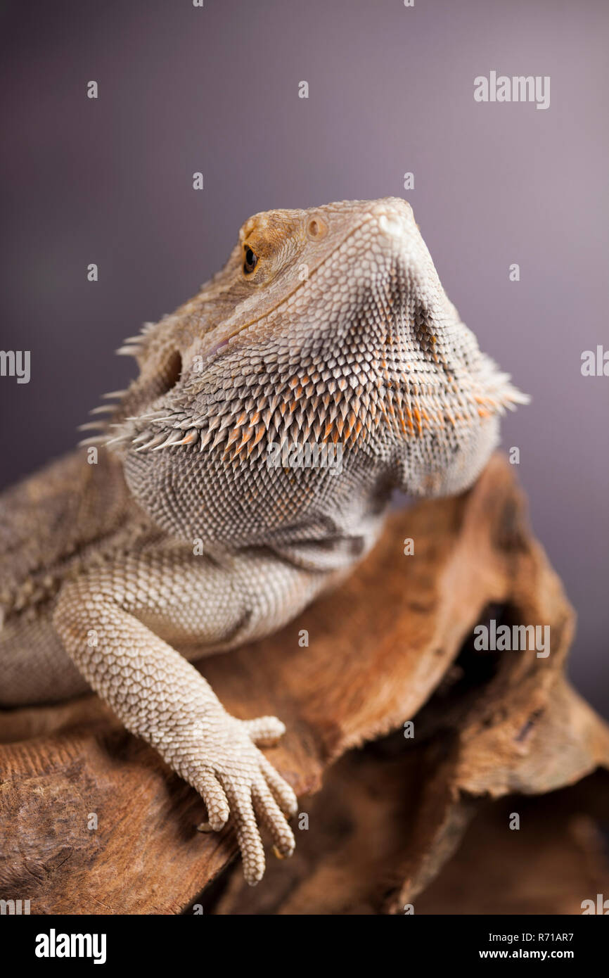 Dragon, Agama Lizard on black mirror background Stock Photo - Alamy