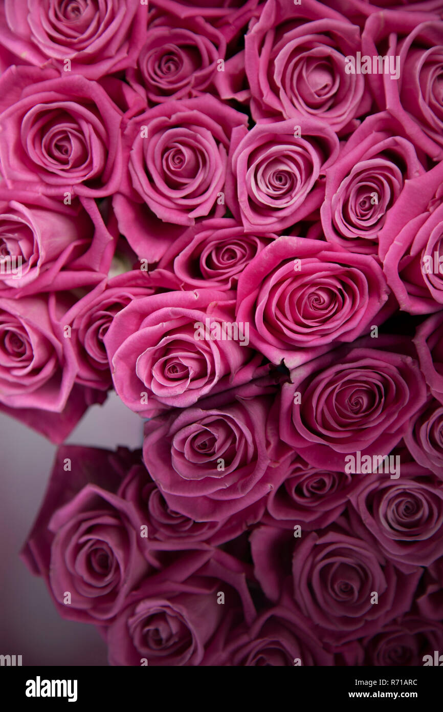 Natural background of fresh roses Stock Photo - Alamy