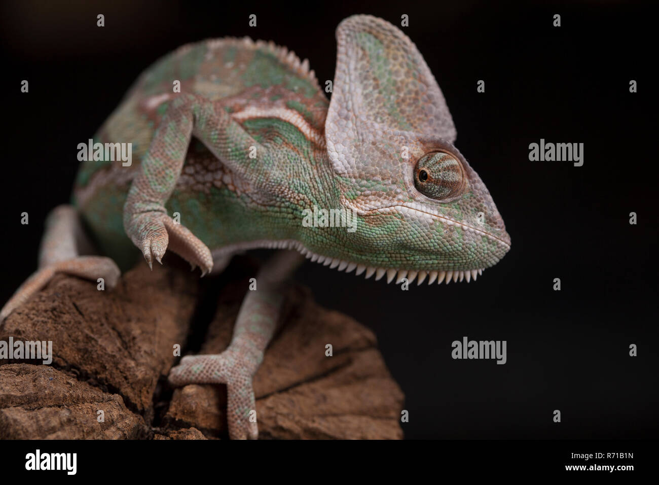 Root, Green chameleon, lizard background Stock Photo - Alamy