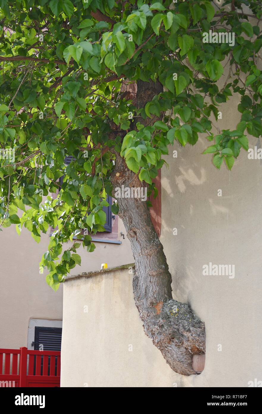 Wall mulberry tree hi-res stock photography and images - Alamy