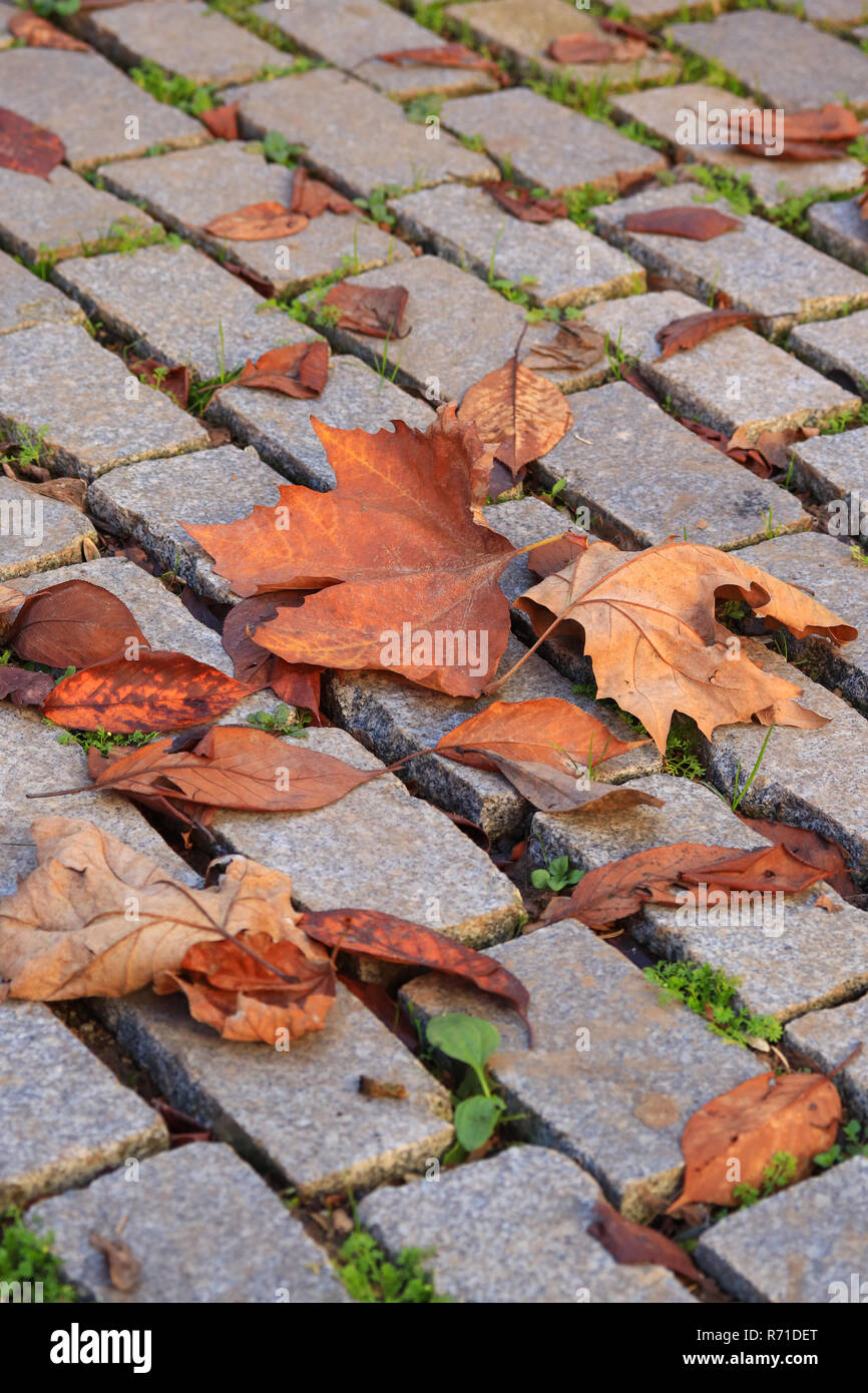 Autumn leaves on the walkway, green grass peeps between the stones ...