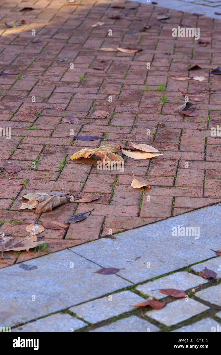 Autumn leaves on the walkway, green grass peeps between the stones ...