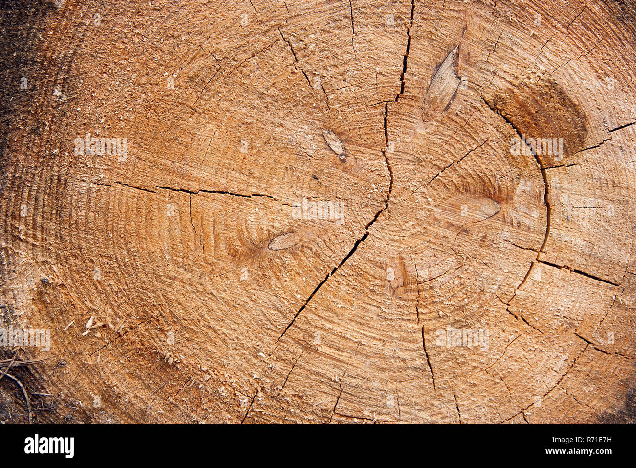 Close up view of cross section of tree trunk showing growth rings ...