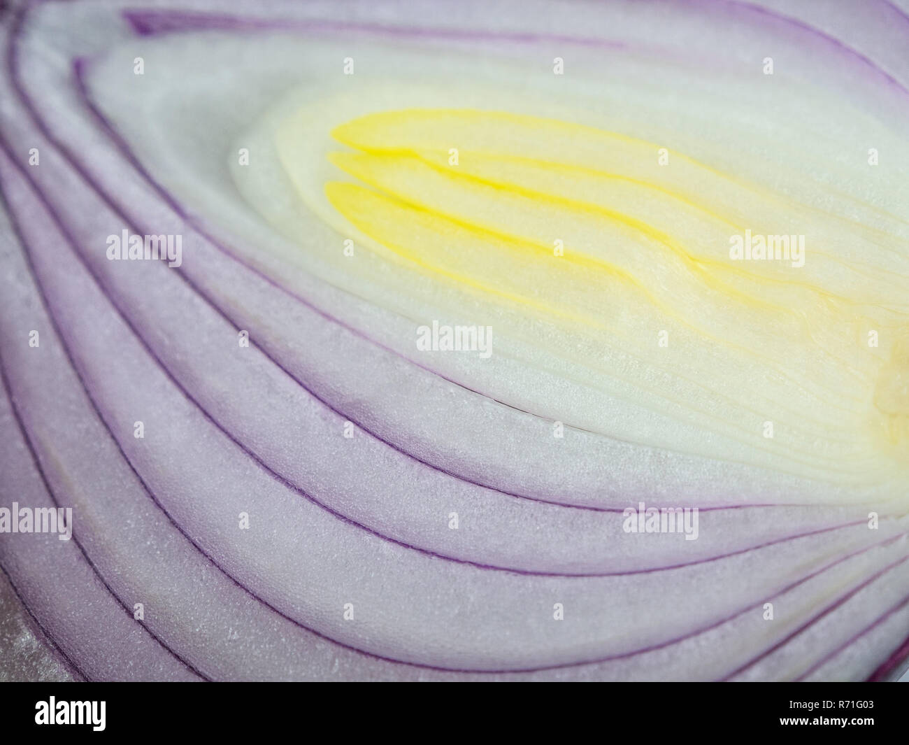 Cross section onion hi-res stock photography and images - Alamy
