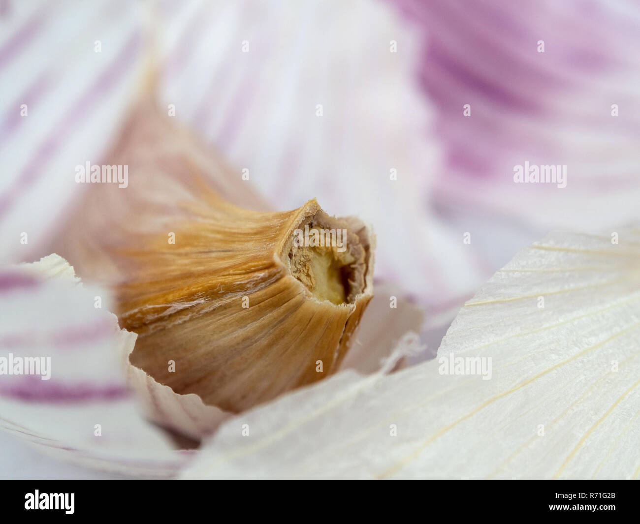Garlic clove lying on garlis shells Stock Photo - Alamy