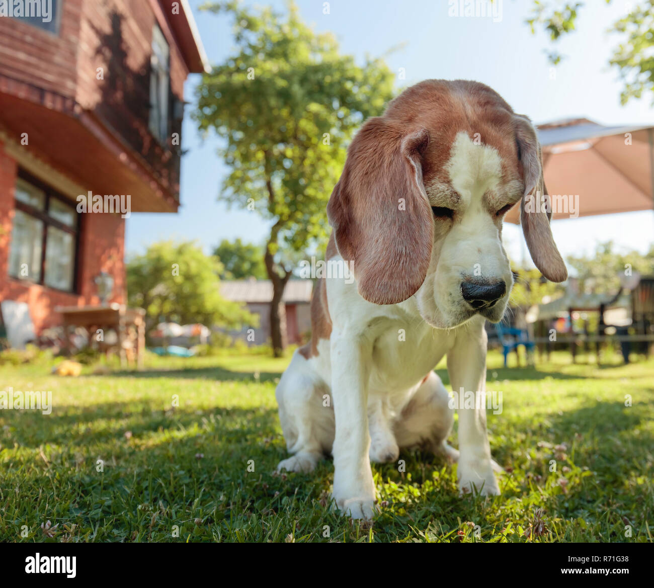 Cute beagle dog sitting near hi-res stock photography and images - Alamy