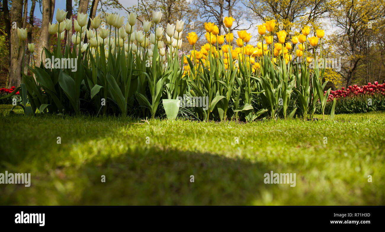 Spring tulips in the garden, spring blossom Stock Photo - Alamy